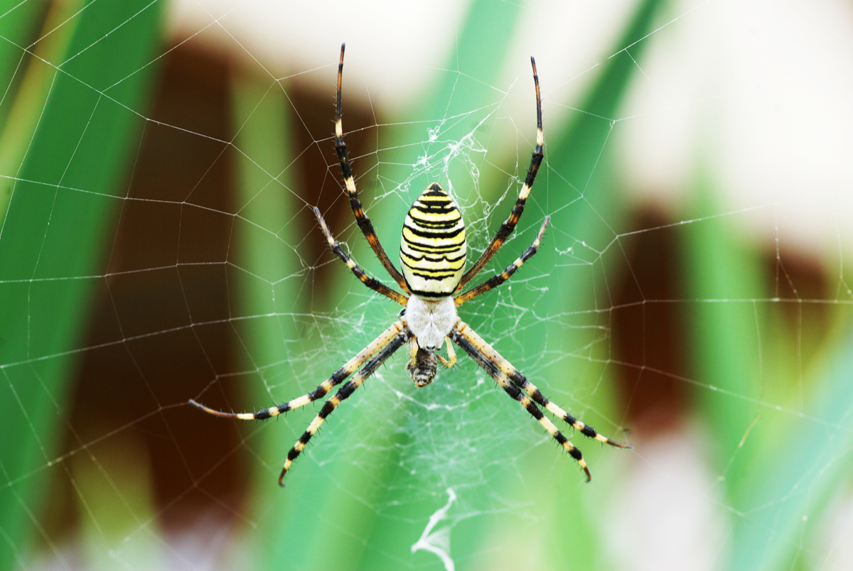 Arachnid - Roger Doger Games
